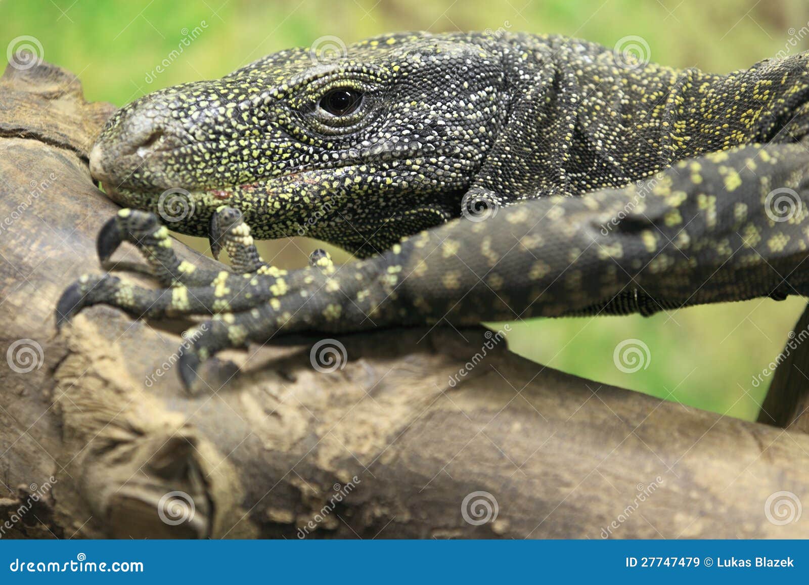 Water monitor stock image. Image of animal, monitor, reptile - 27747479