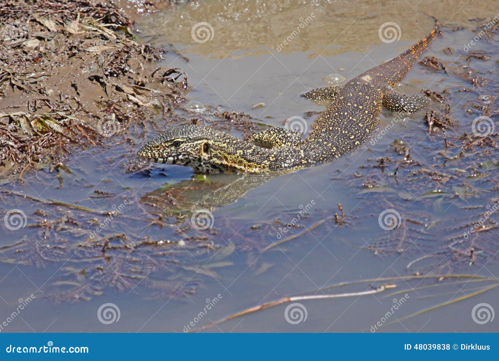 Water Monitor stock photo. Image of entering, predator - 48039838