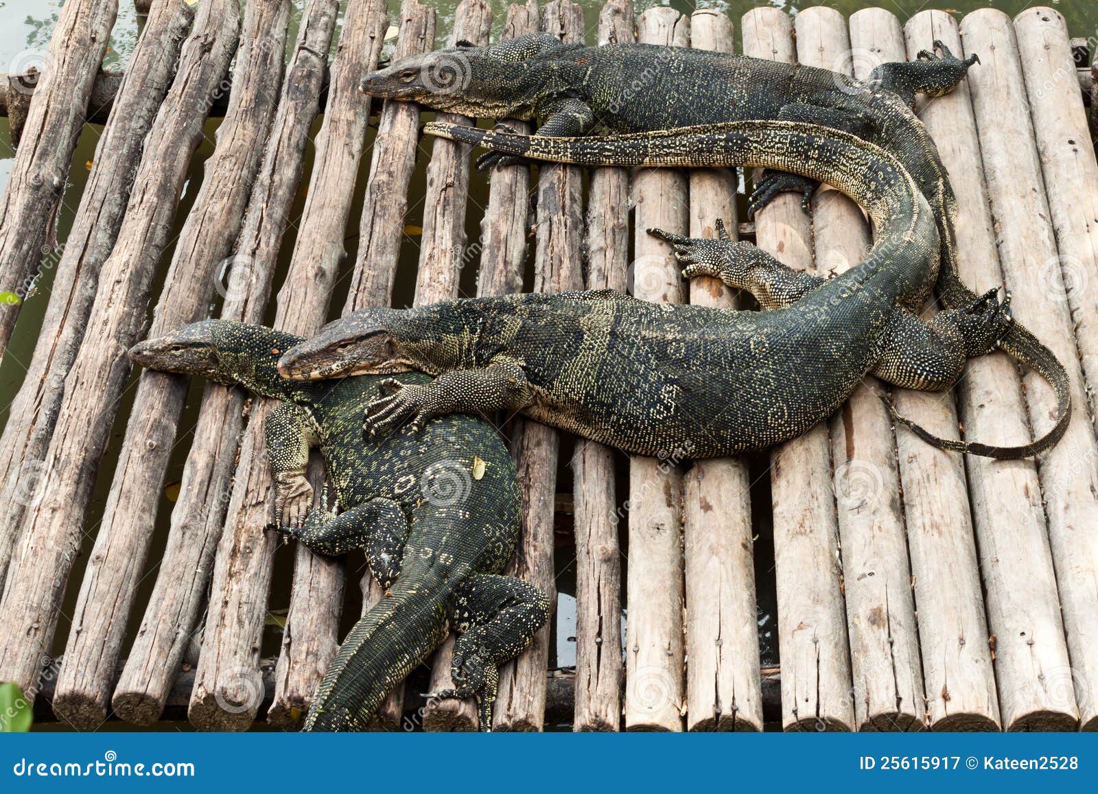 Water monitor lizard stock image. Image of monitor, endanger - 25615917