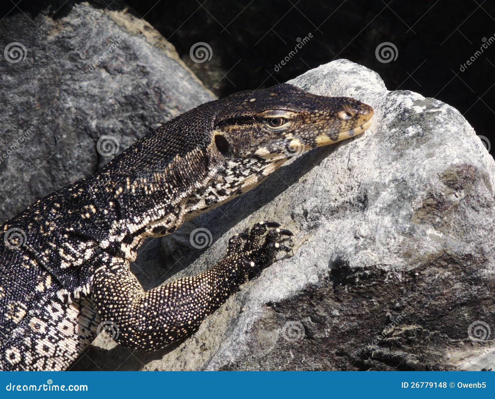 Water Monitor Lizard stock photo. Image of rocks, turtle - 26779148