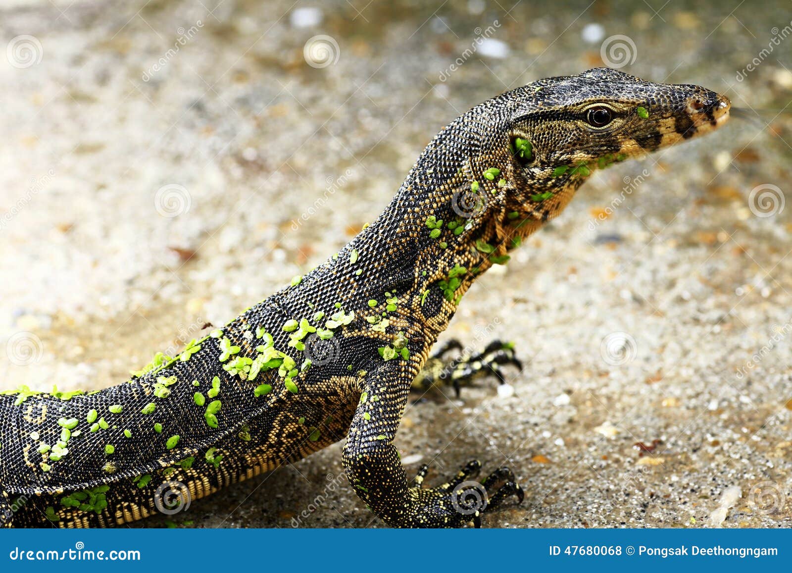 Water monitor lizard stock photo. Image of asian, tongue - 47680068