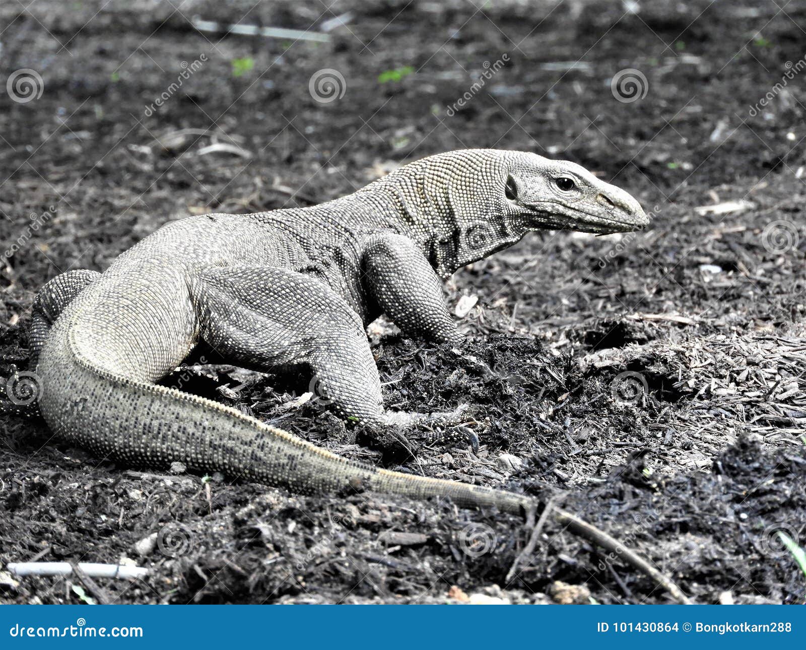 Water monitor lizard stock photo. Image of monitor, full - 101430864