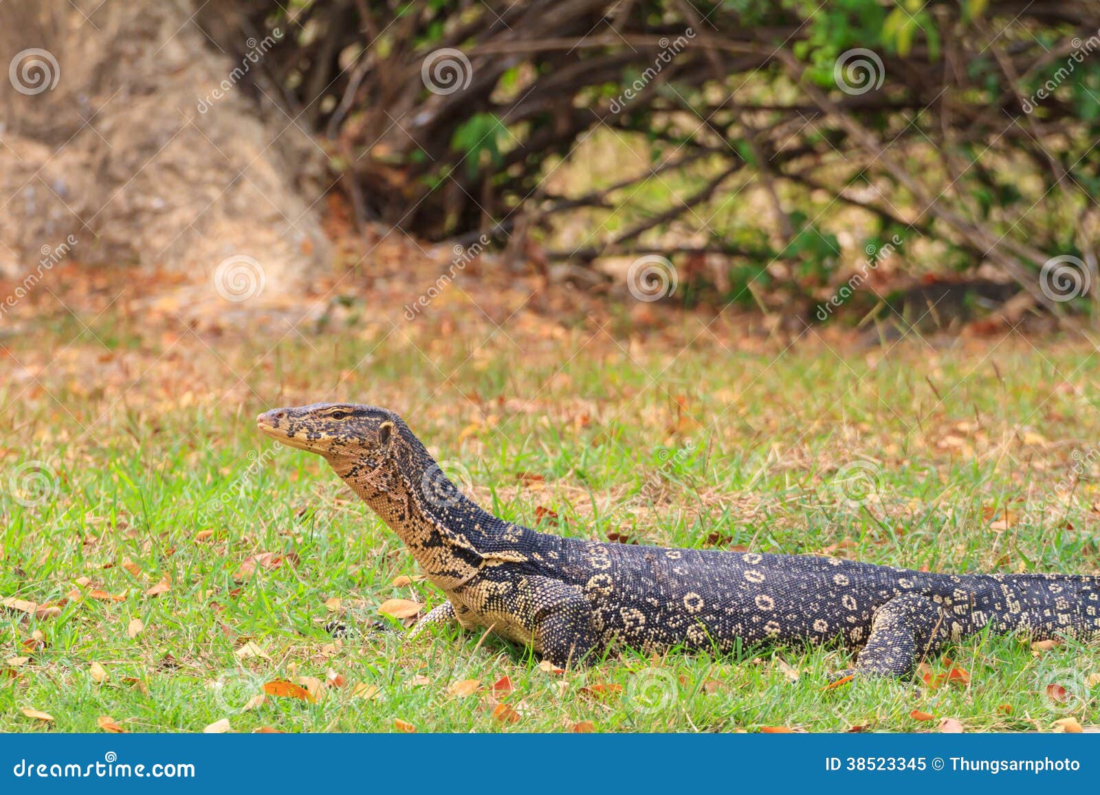Water monitor lizard stock image. Image of cruel, carnivore - 38523345