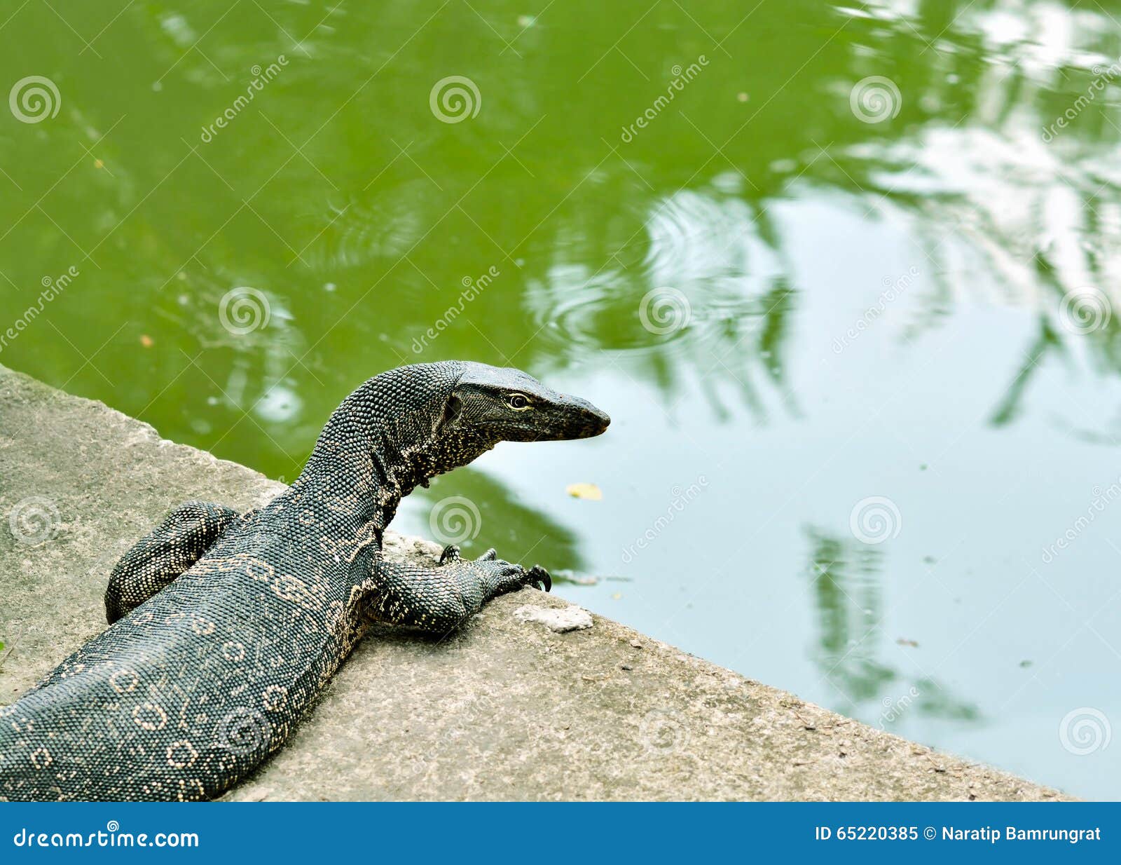 Water monitor lizard stock image. Image of lizard, dragon - 65220385