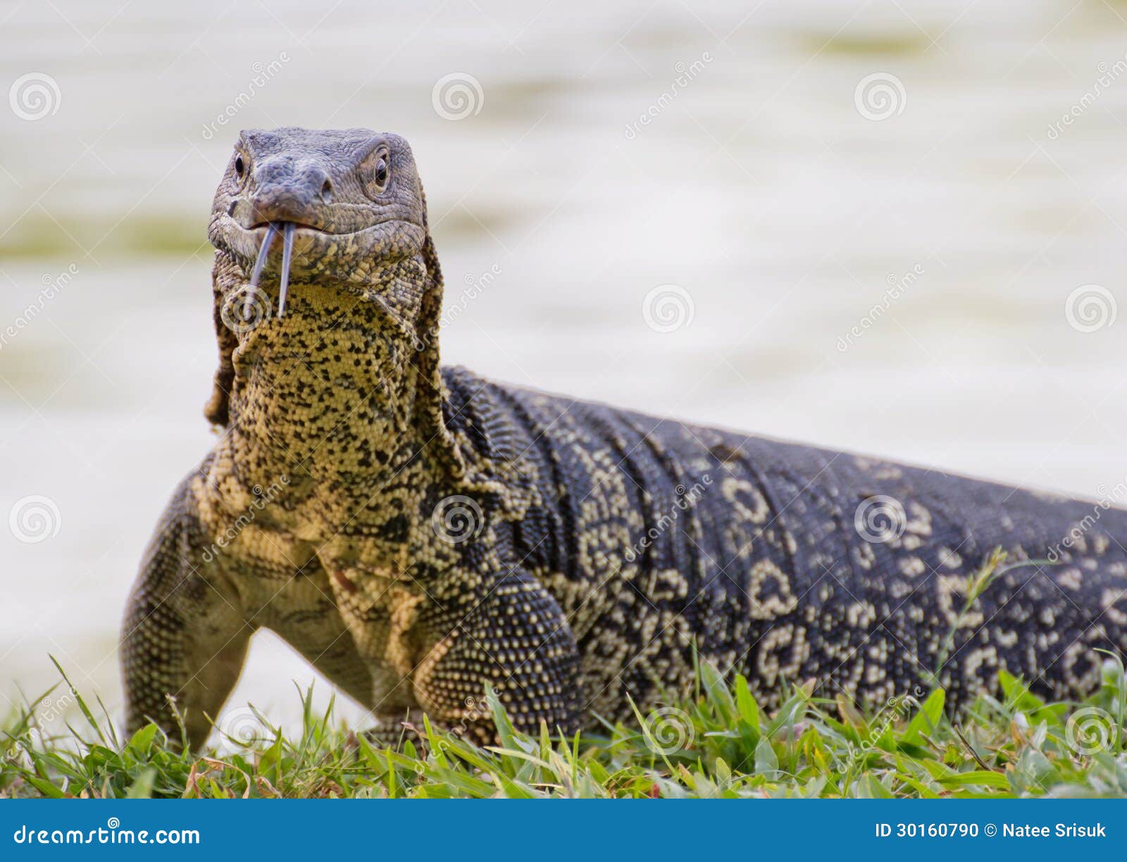 Water monitor lizard stock photo. Image of reptile, varanus - 30160790