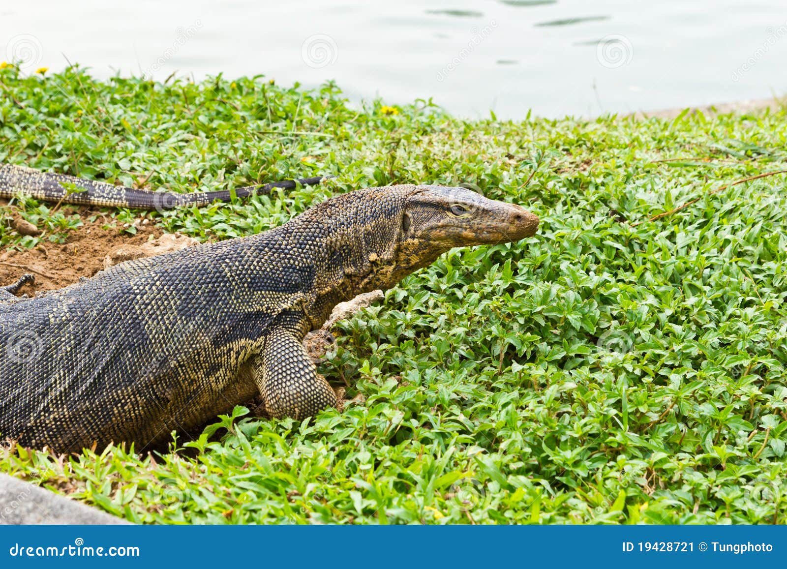 Water Monitor Lizard (varanus Salvator) Stock Image - Image of shape ...