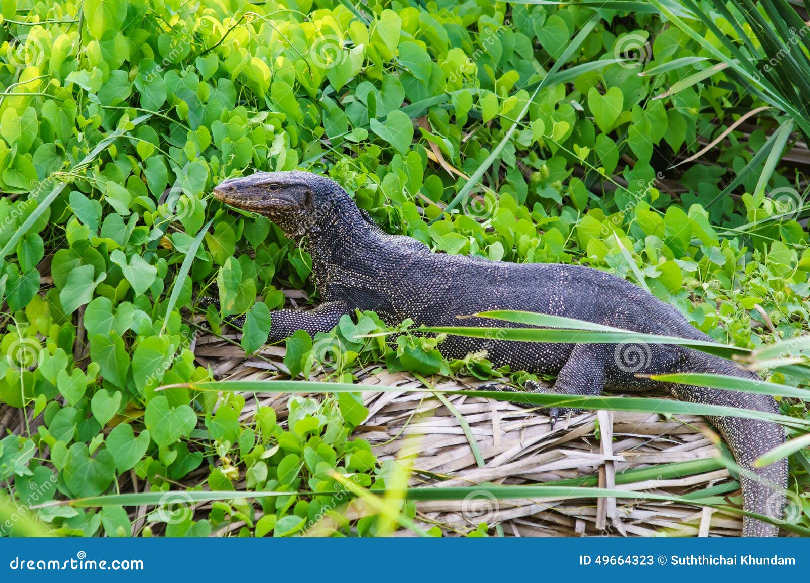 Water monitor stock image. Image of rural, nature, salvator - 49664323