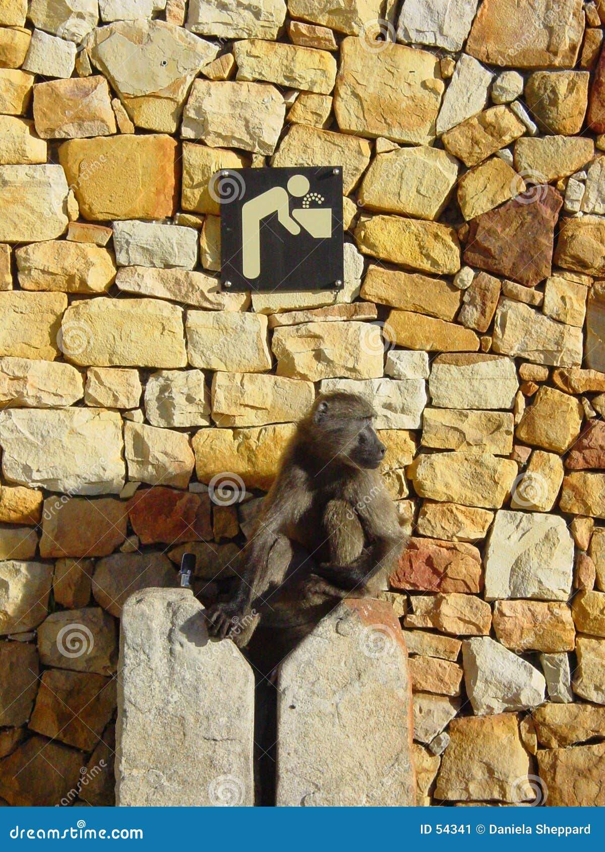 Water Monkey stock image. Image of baboon, africa, environment - 54341