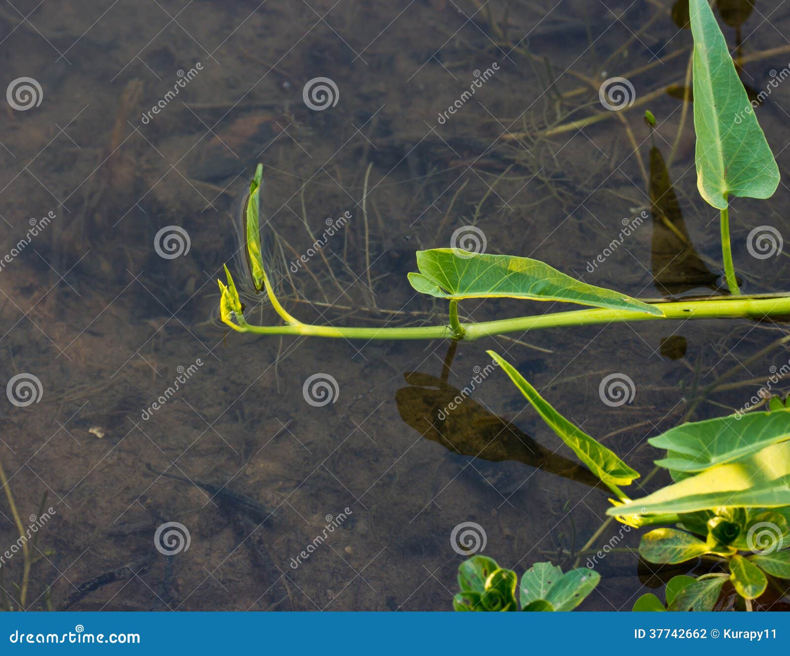 Water Morning Glory stock photo. Image of glory, leaf - 37742662