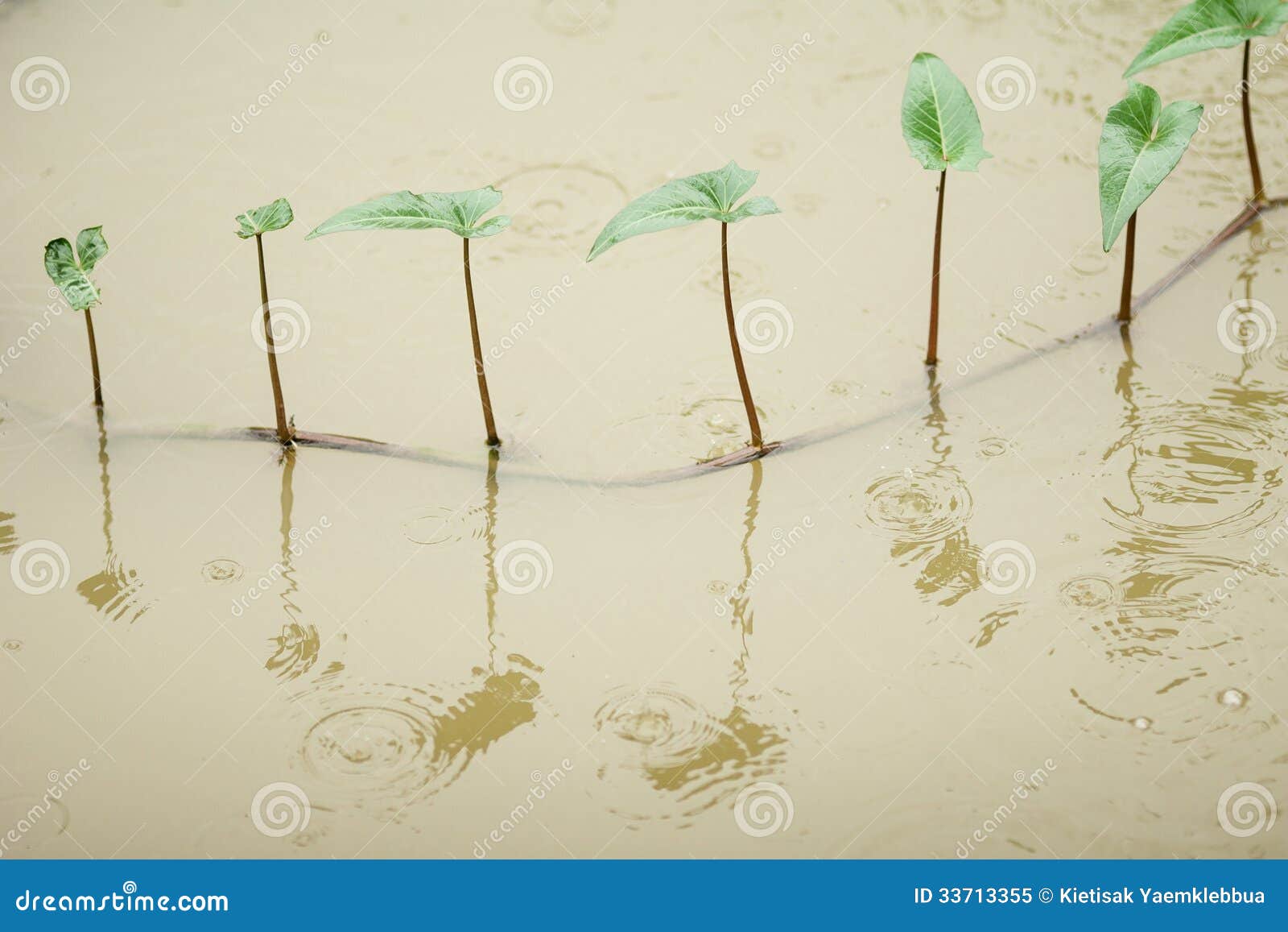 Water Morning Glory stock image. Image of food, glory - 33713355