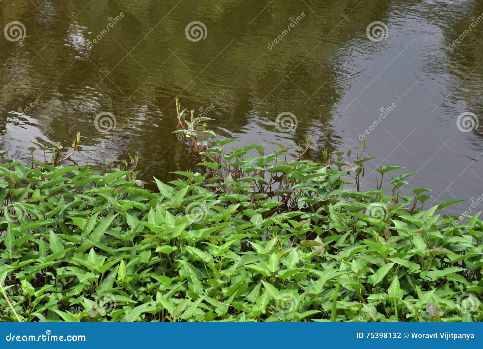 Water Morning Glory stock photo. Image of leaf, morning - 75398132
