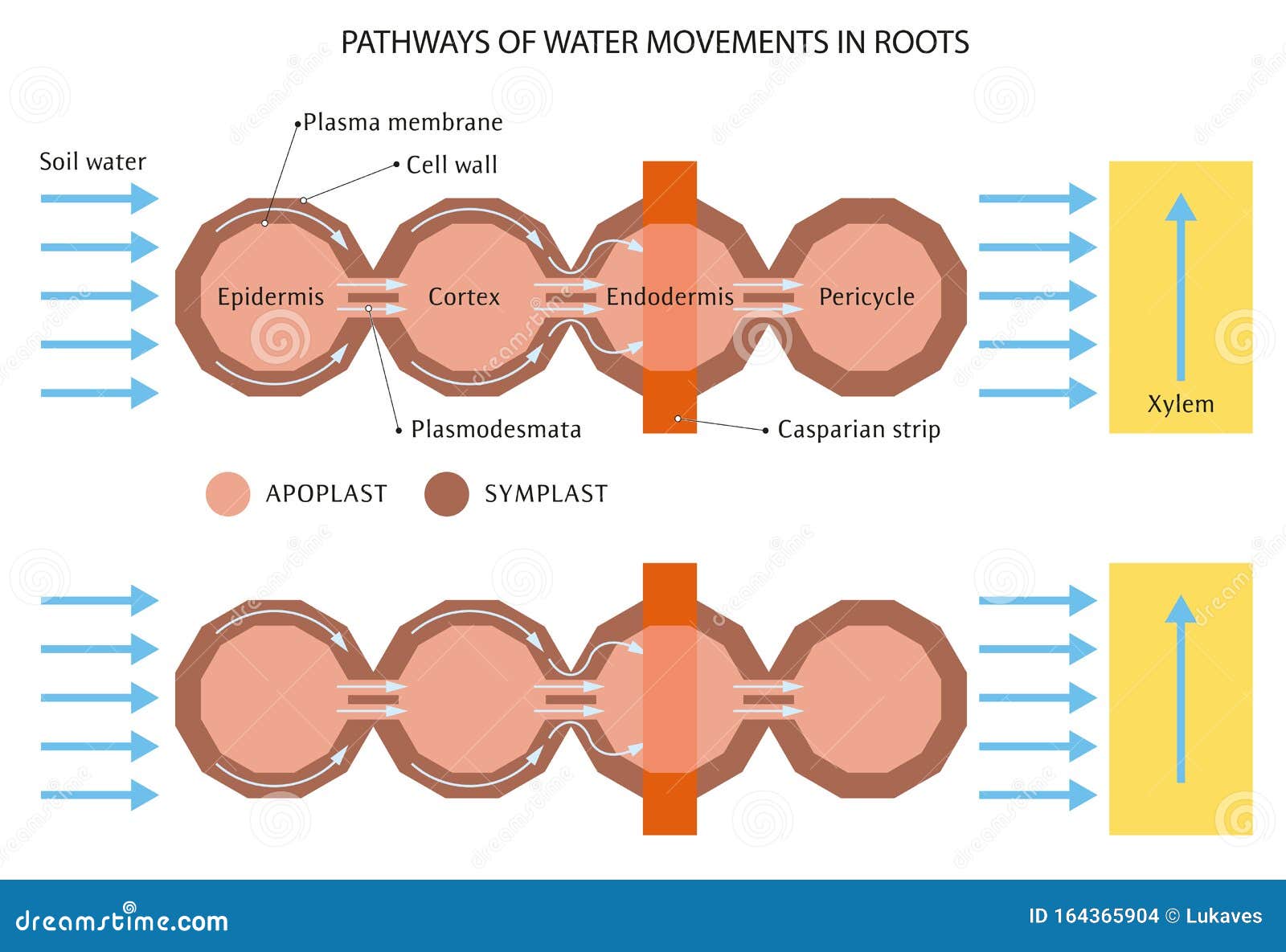 Water movement in roots stock vector. Illustration of parts - 164365904