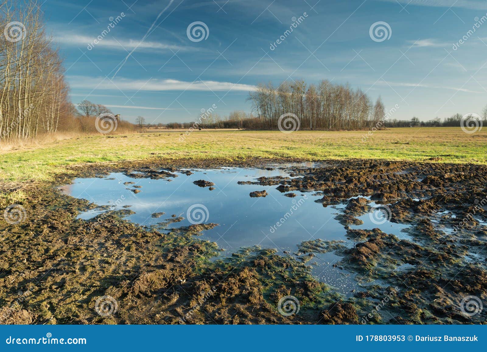 Water and Mud on the Meadow, Trees and Blue Sky Stock Image - Image of ...