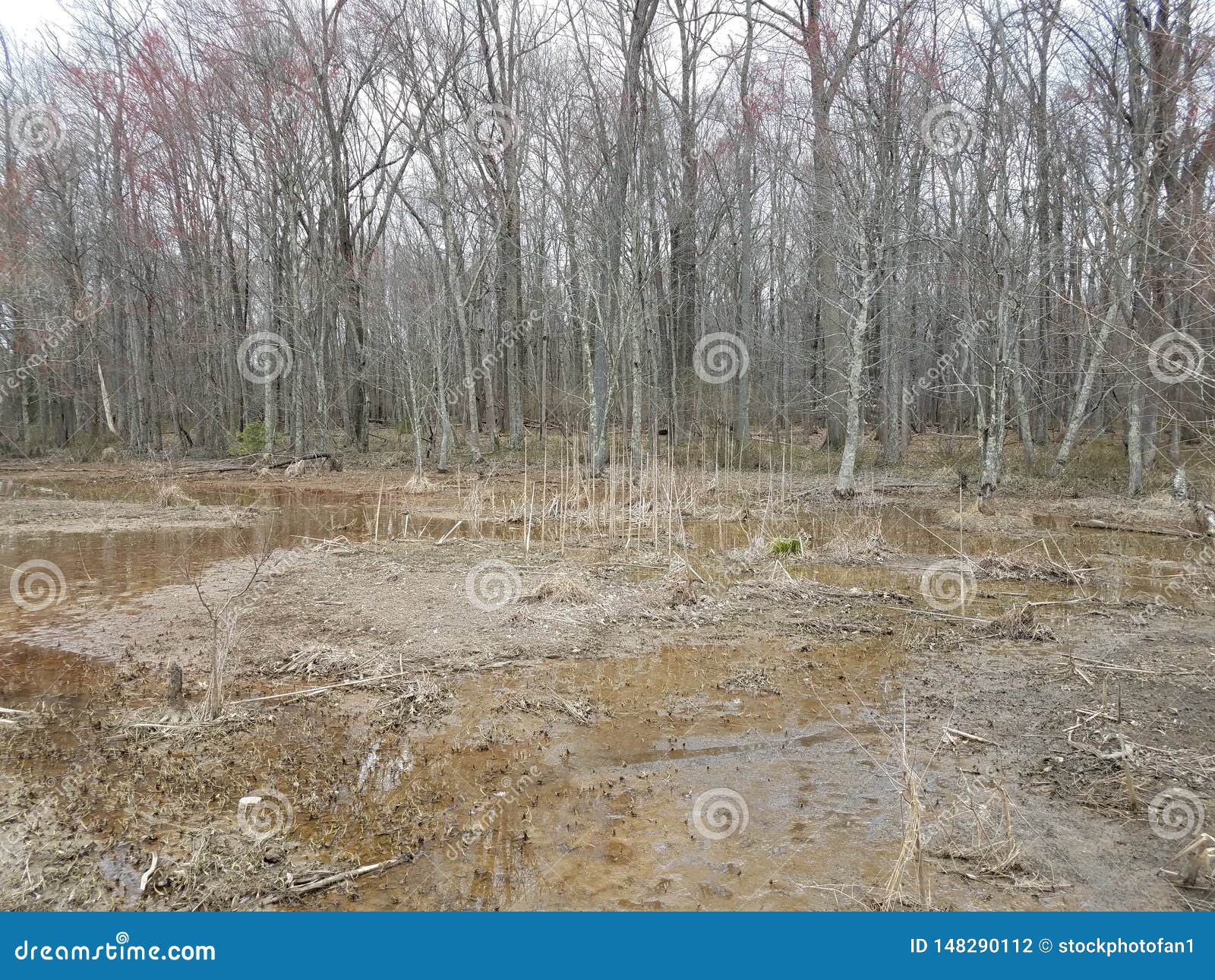 Water and Mud and Trees in Forest or Woods in Swamp Stock Photo - Image ...