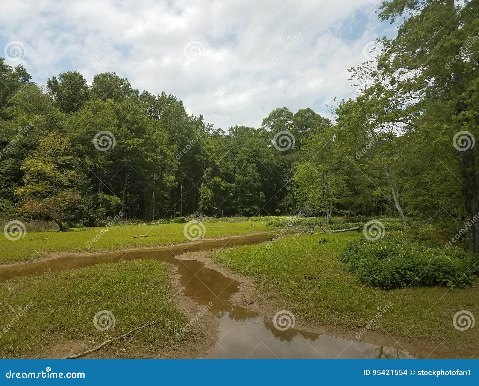Water and Mud and Trees in Wetland Stock Photo - Image of marsh, creek ...