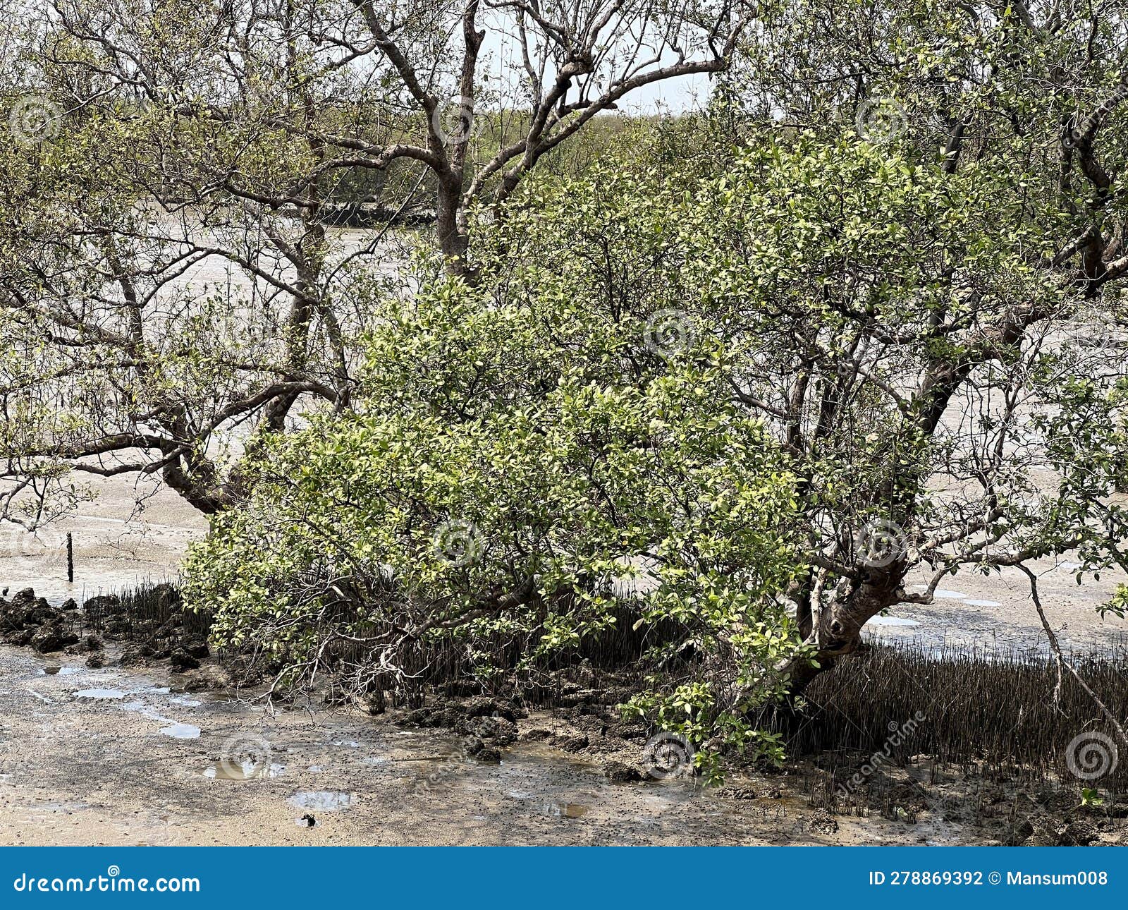 Water Muddy Ground in Mangrove Forest Stock Photo - Image of stone ...
