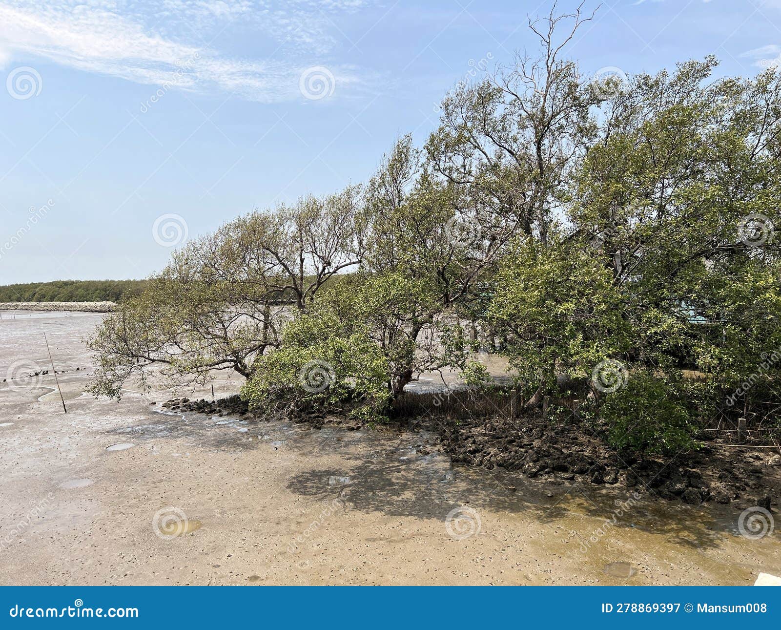 Water Muddy Ground in Mangrove Forest Stock Image - Image of trees ...
