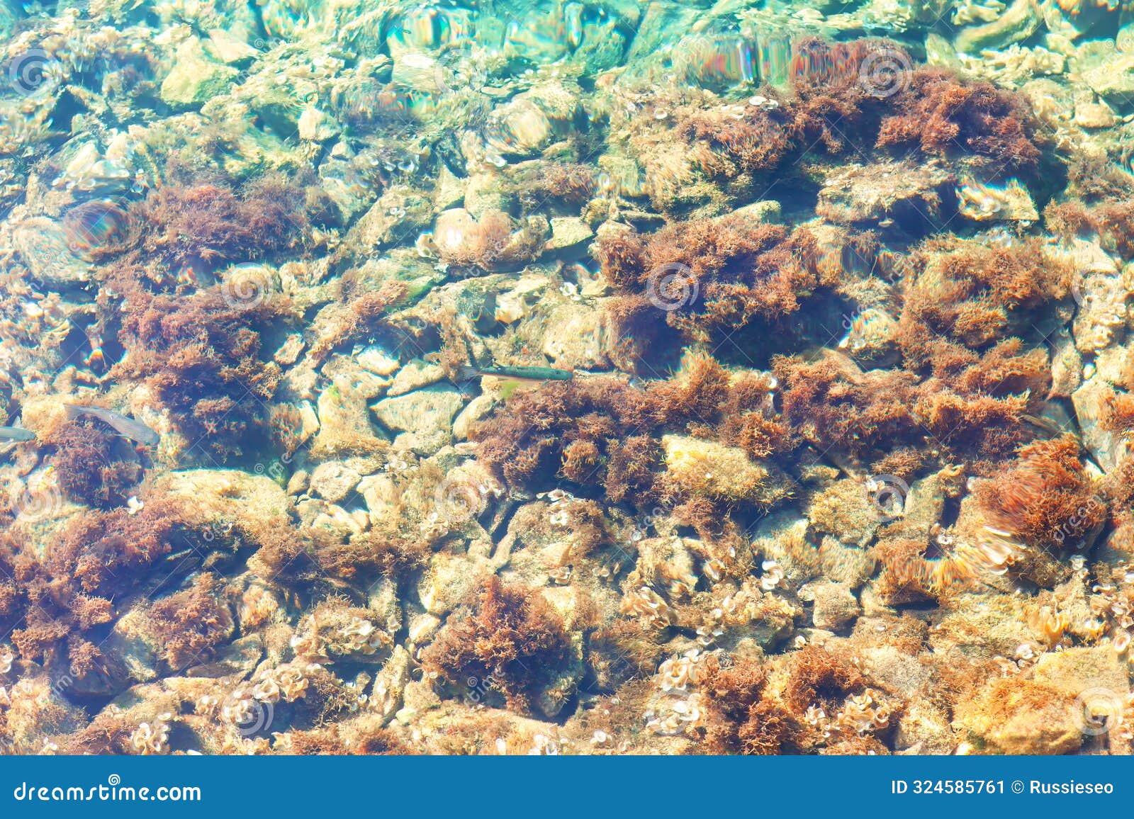 Water is Murky and the Rocks are Jagged Stock Image - Image of reef ...