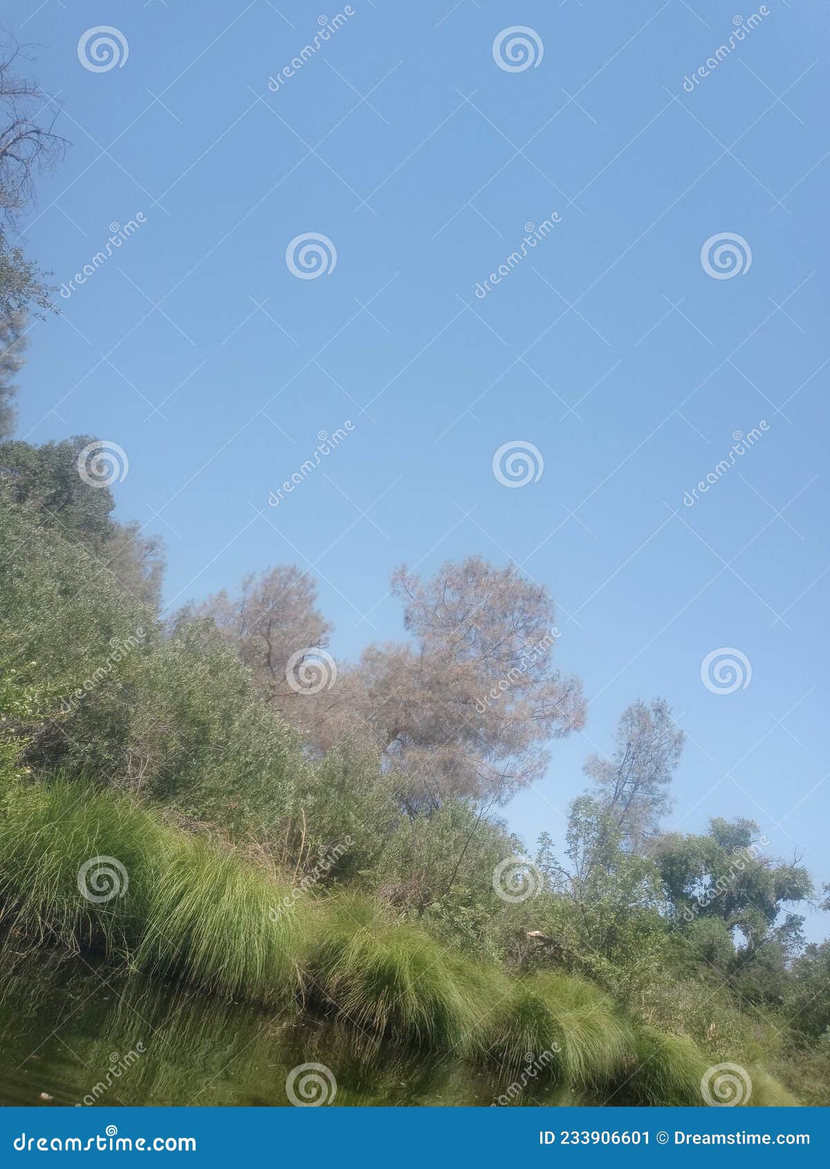 Water Nature Grass Trail Trees Waterways Stock Image - Image of trees ...