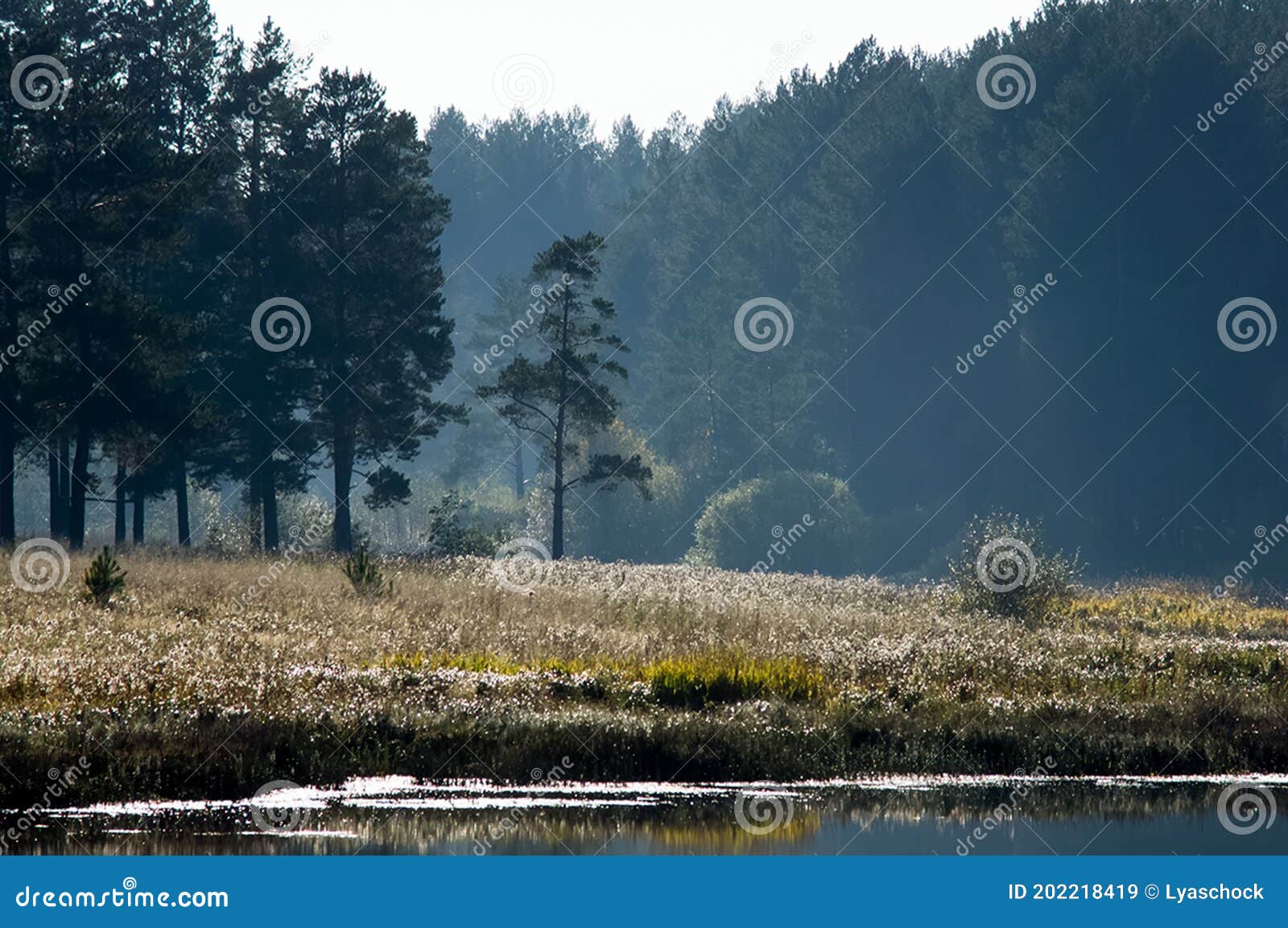 Water Near Forest. Reflecting Trees in the Water Stock Image - Image of ...