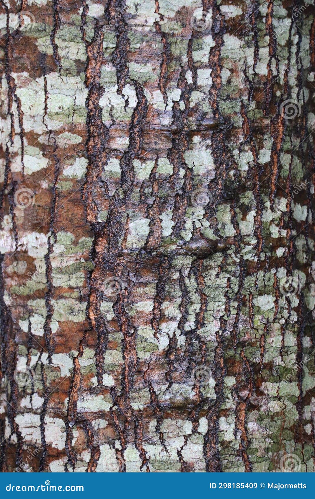Water oak tree trunk bark stock image. Image of green - 298185409