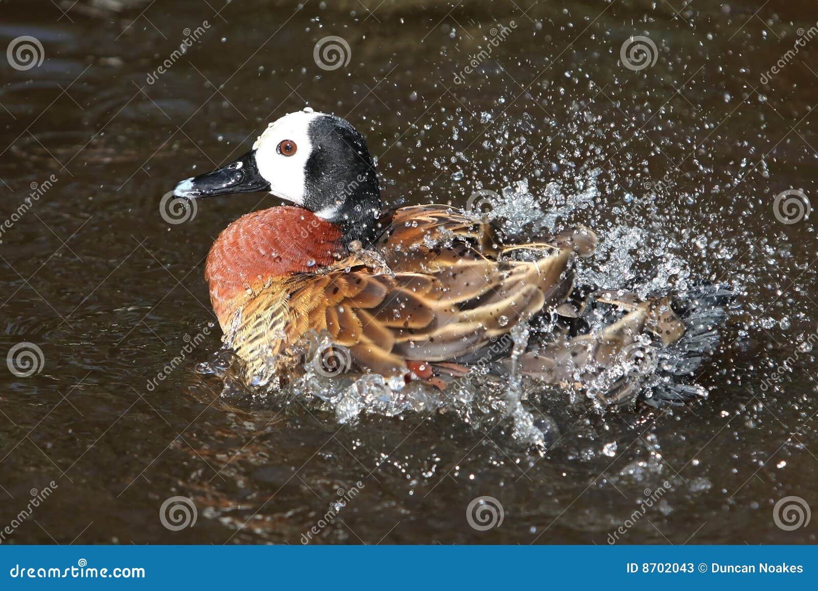 Water off a Duck s Back stock image. Image of active, blue - 8702043