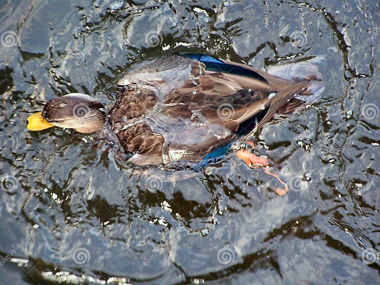 Water Off A Ducks Back Stock Image Image Of Ripple Underwater 1533575