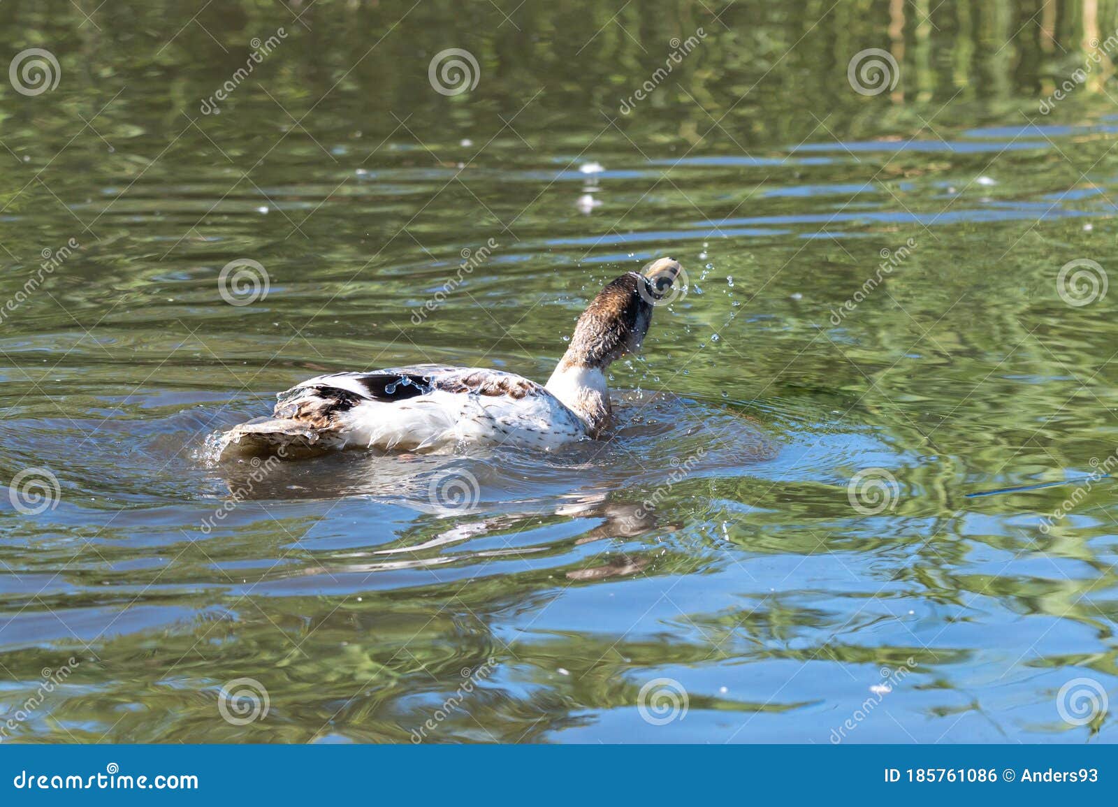 Water Off A Ducks Back As A Manky Mallard Juvenile Duckling With White