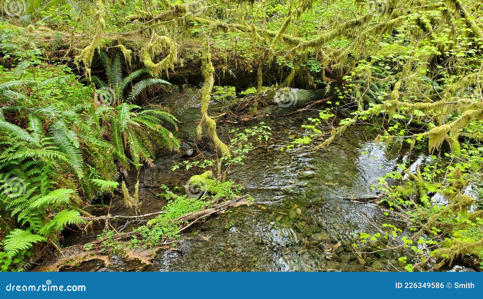 Water oregon trail stock photo. Image of tree, woodland - 226349586