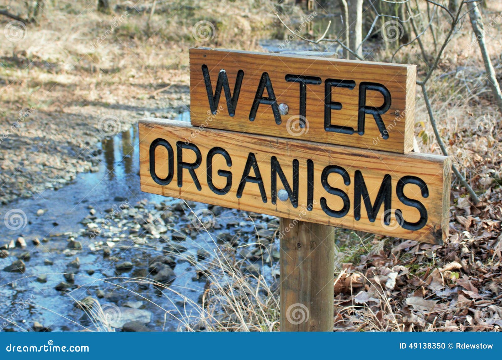 Water Organisms Sign stock photo. Image of organism, wood - 49138350