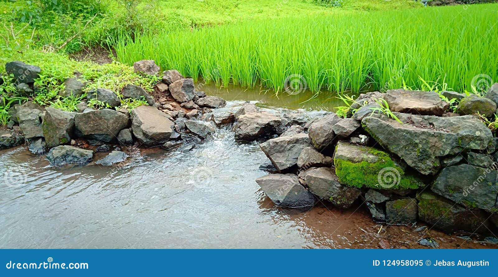 Water Overflowing from the Paddy Crops Stock Image - Image of paddy ...