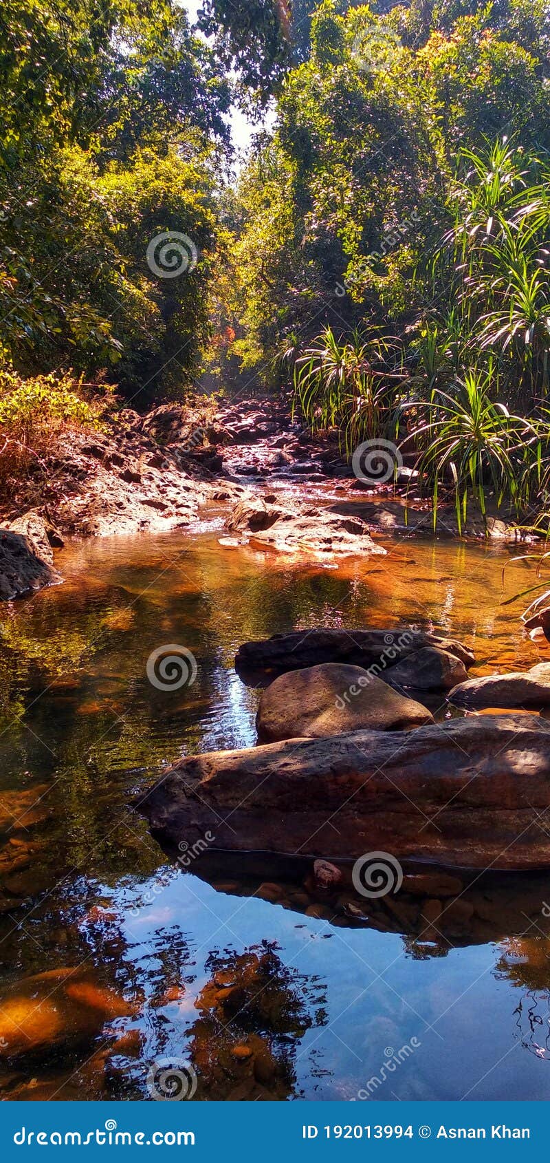 A water path in a forest stock photo. Image of meditation - 192013994