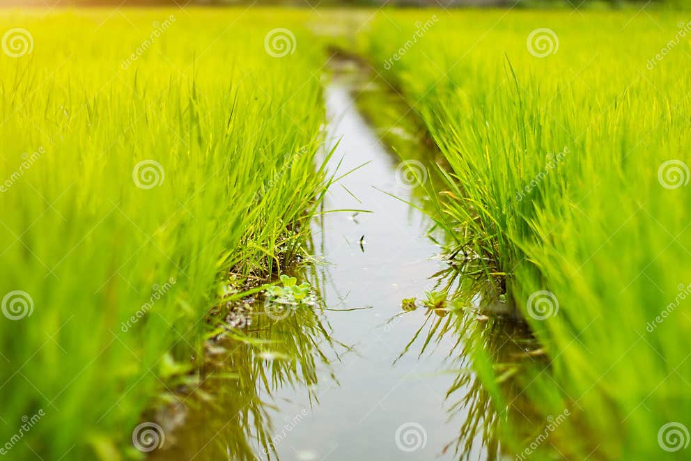 Water Path in the Middle of Grass Stock Photo - Image of rice, path ...