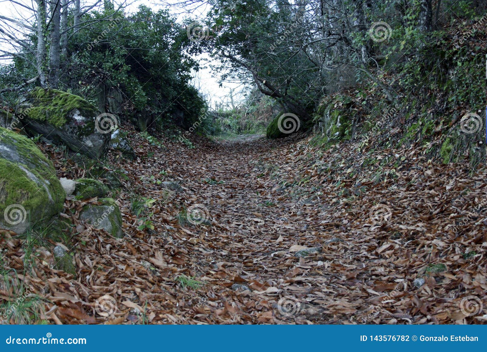 Water Path Trekking in Spain Stock Photo - Image of leafs, water: 143576782