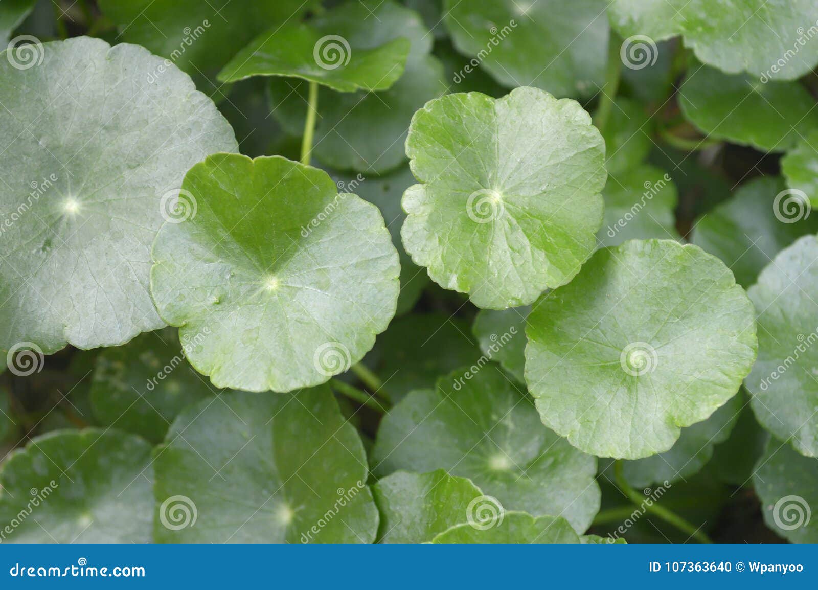 Water Pennywort Hydrocotyle Sp. Stock Photo - Image of outdoor, nature ...