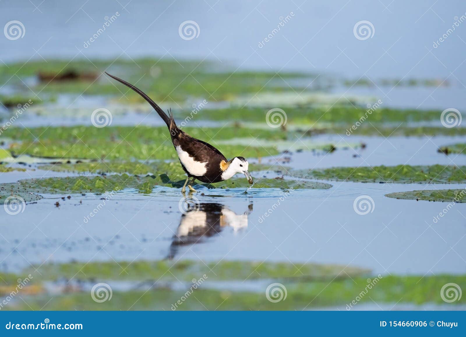 Water pheasant bird stock photo. Image of pond, pheasant - 154660906