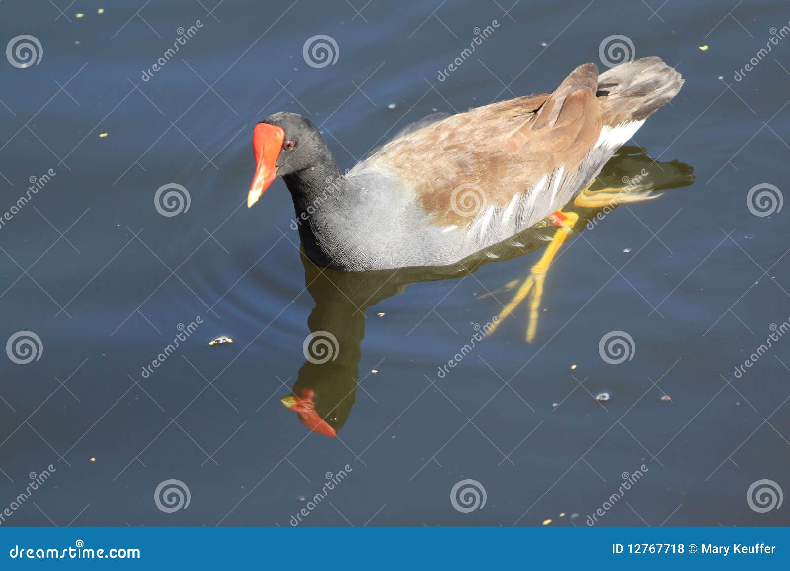 Water Pigeon Paddles in Water Stock Photo - Image of bird, swim: 12767718