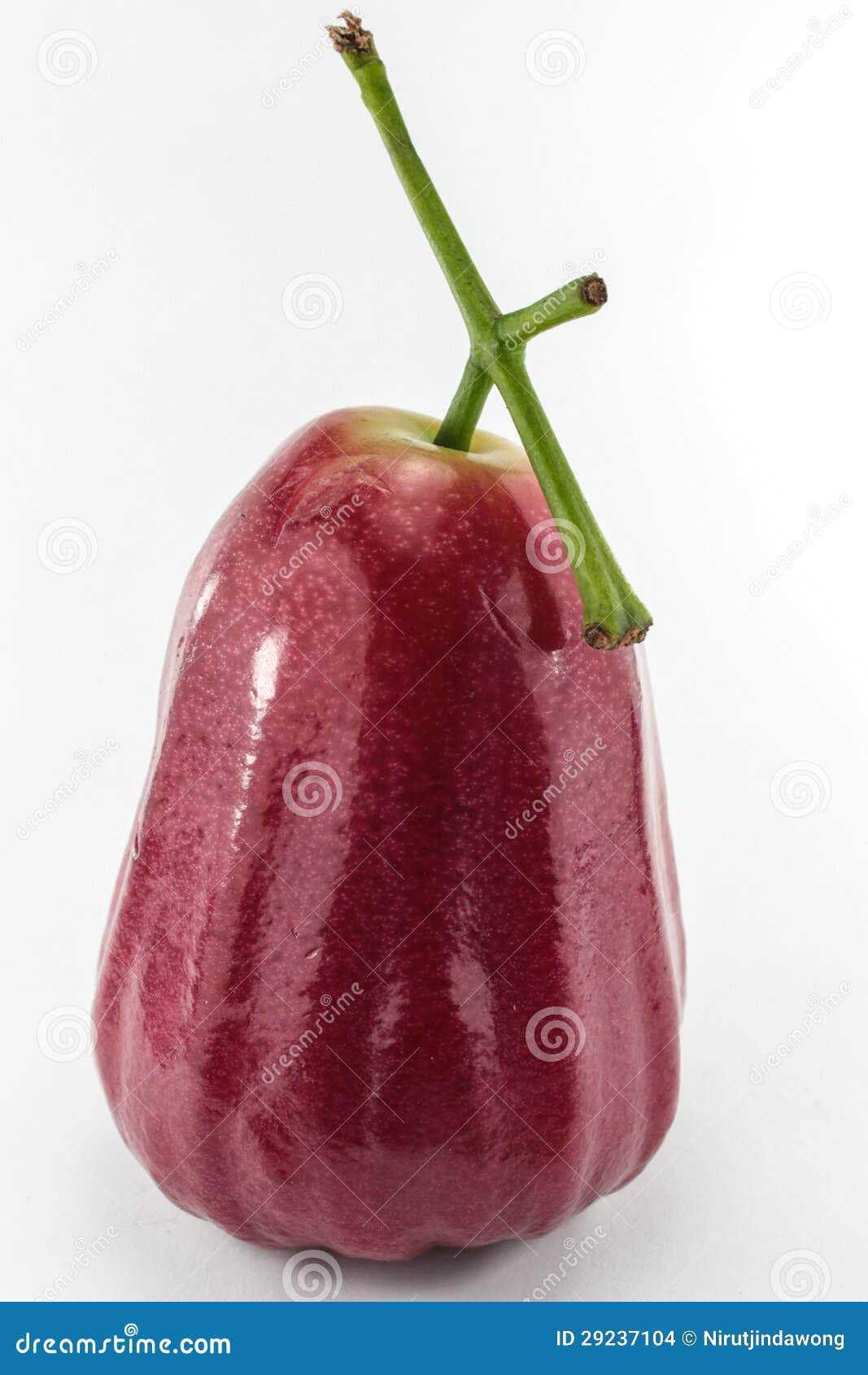 Water pink guava stock photo. Image of sweet, rose, tantalizing - 29237104