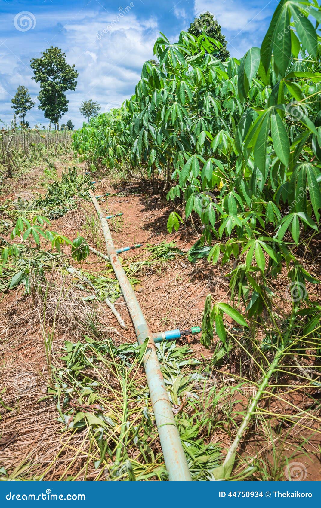 Water Pipe Irrigation System for Cassava Farm Stock Photo - Image of ...