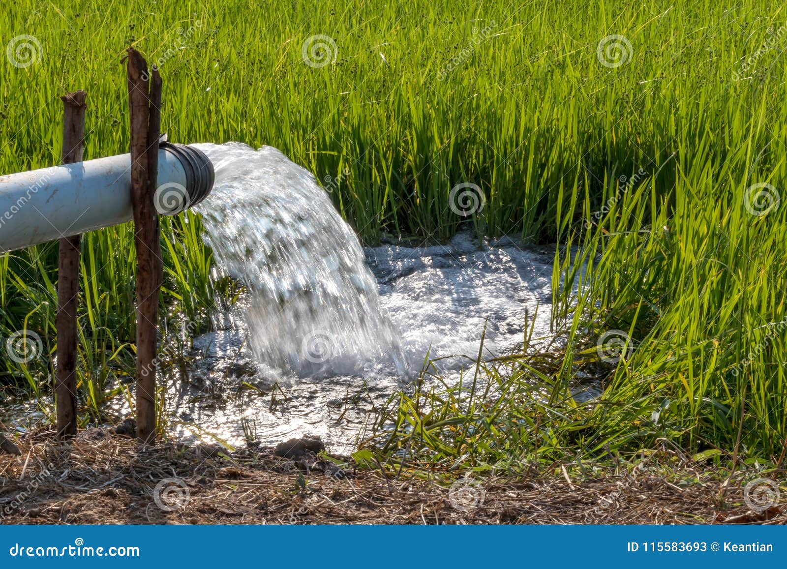 Water from the Pipeline Quickly into the Rice Fields. Stock Image ...