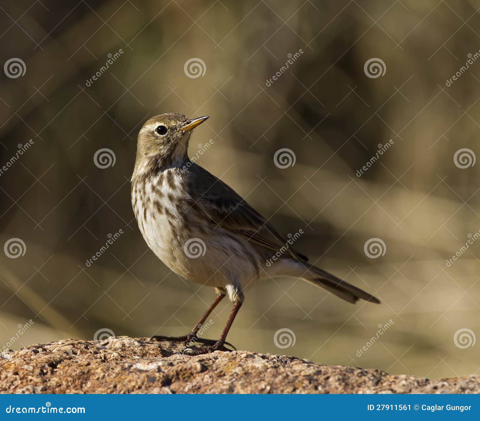 Water Pipit stock image. Image of water, wild, barb, bill - 27911561