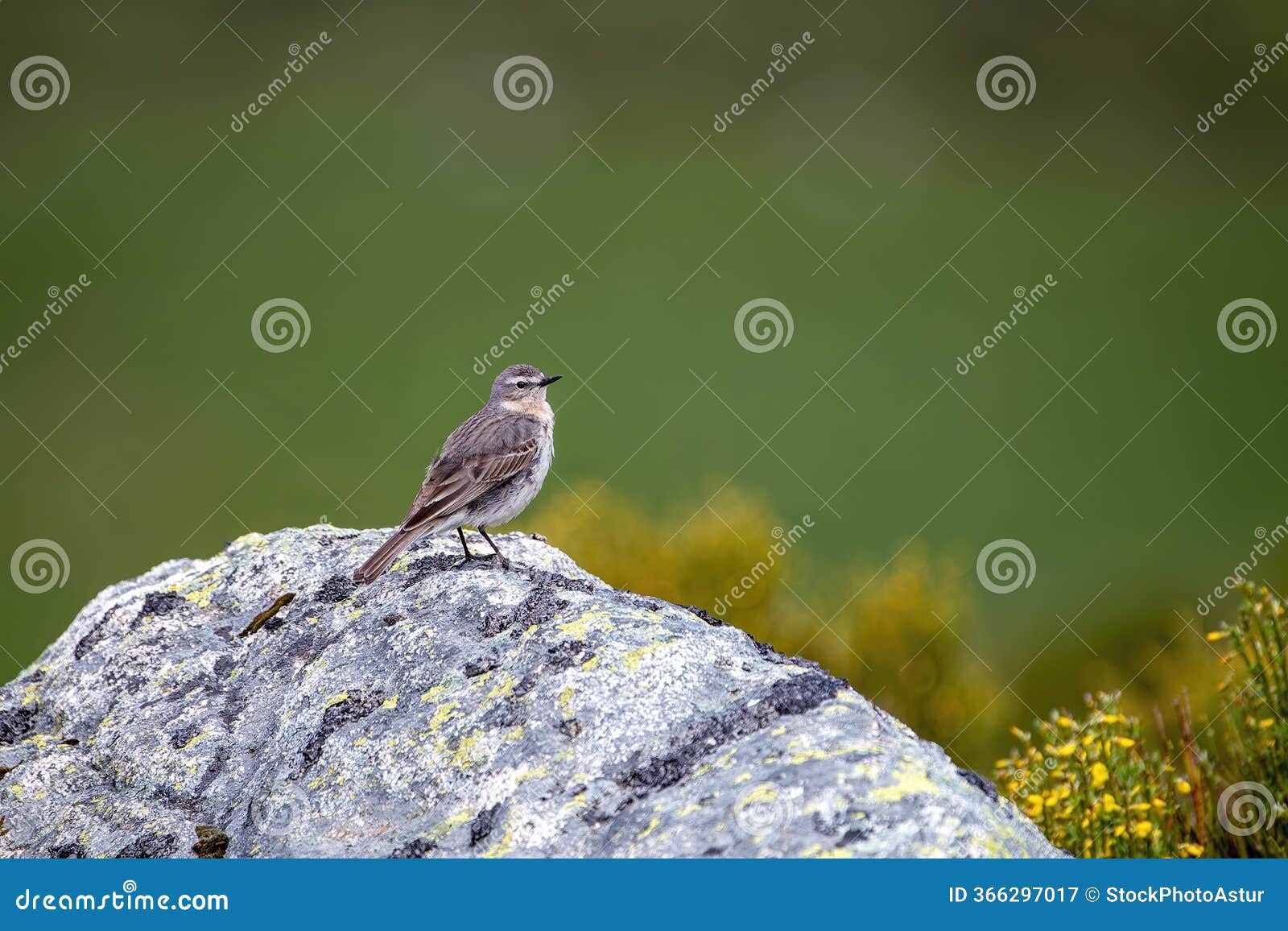 Water Pipit, Anthus Spinoletta On Yellow Broom Flower Background Stock ...