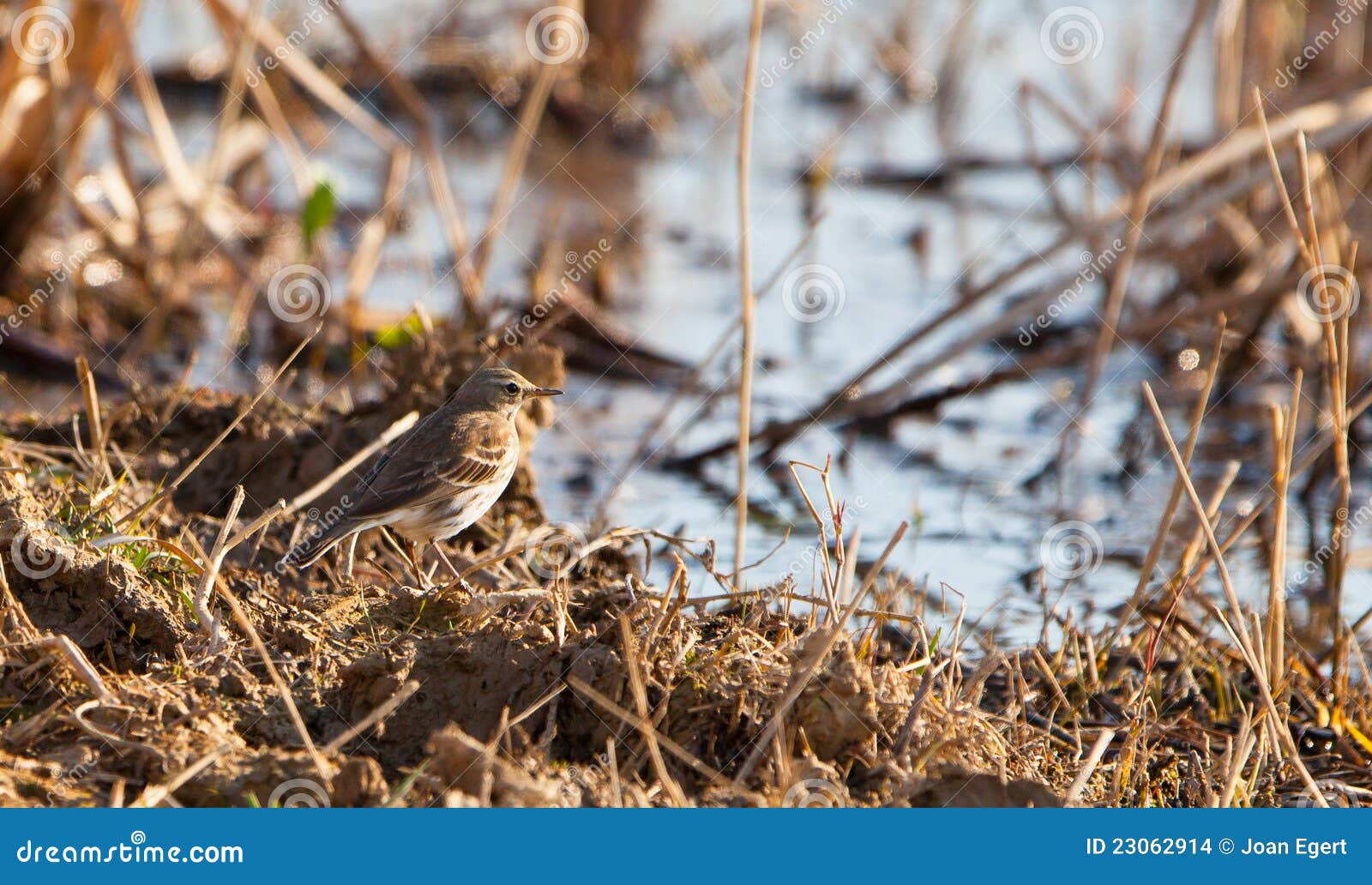 A Water Pipit during Winter Stock Photo - Image of grey, pipit: 23062914