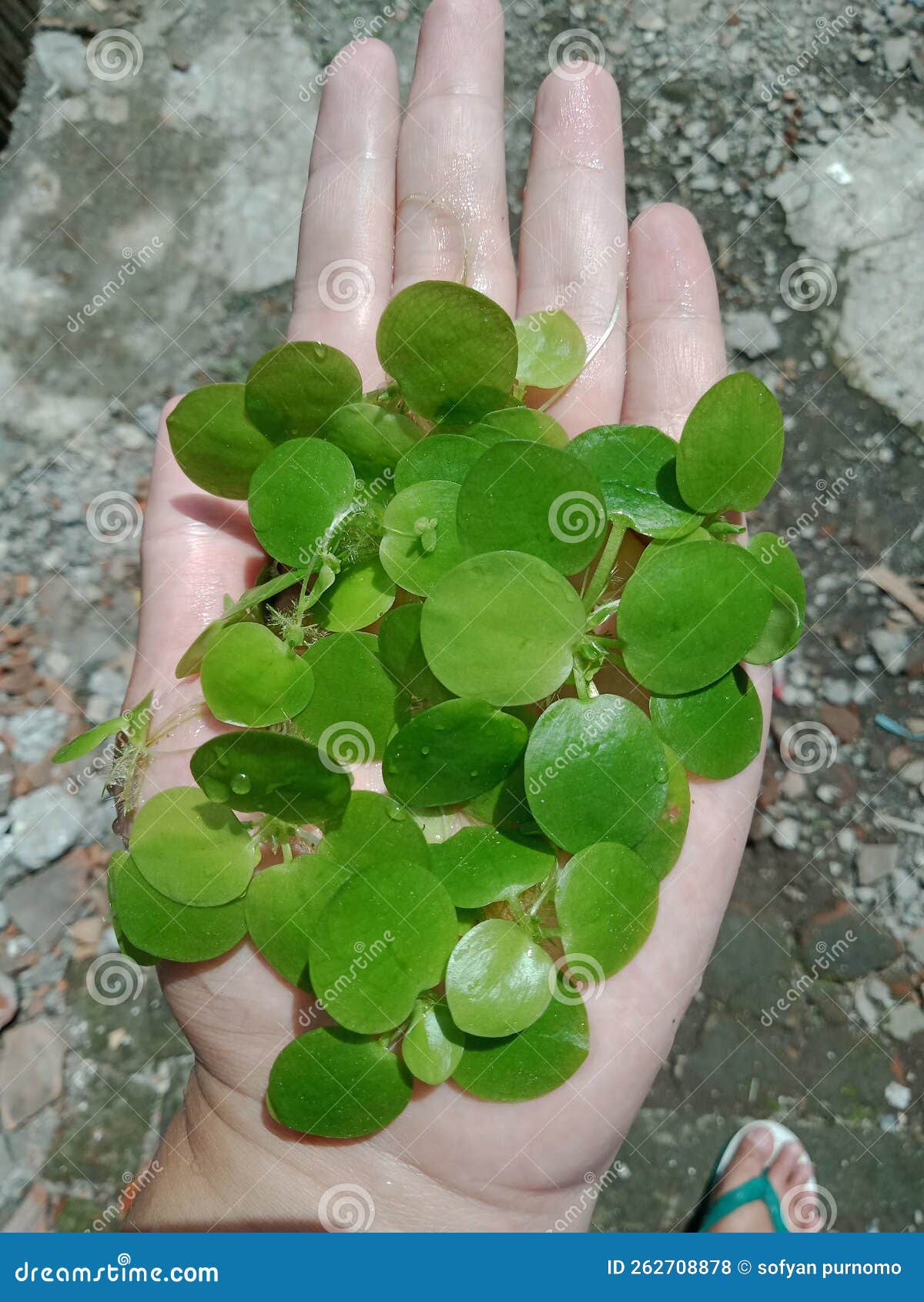 Water Plant Frogbit Mini Leaf Stock Photo - Image of vegetable, shrub ...