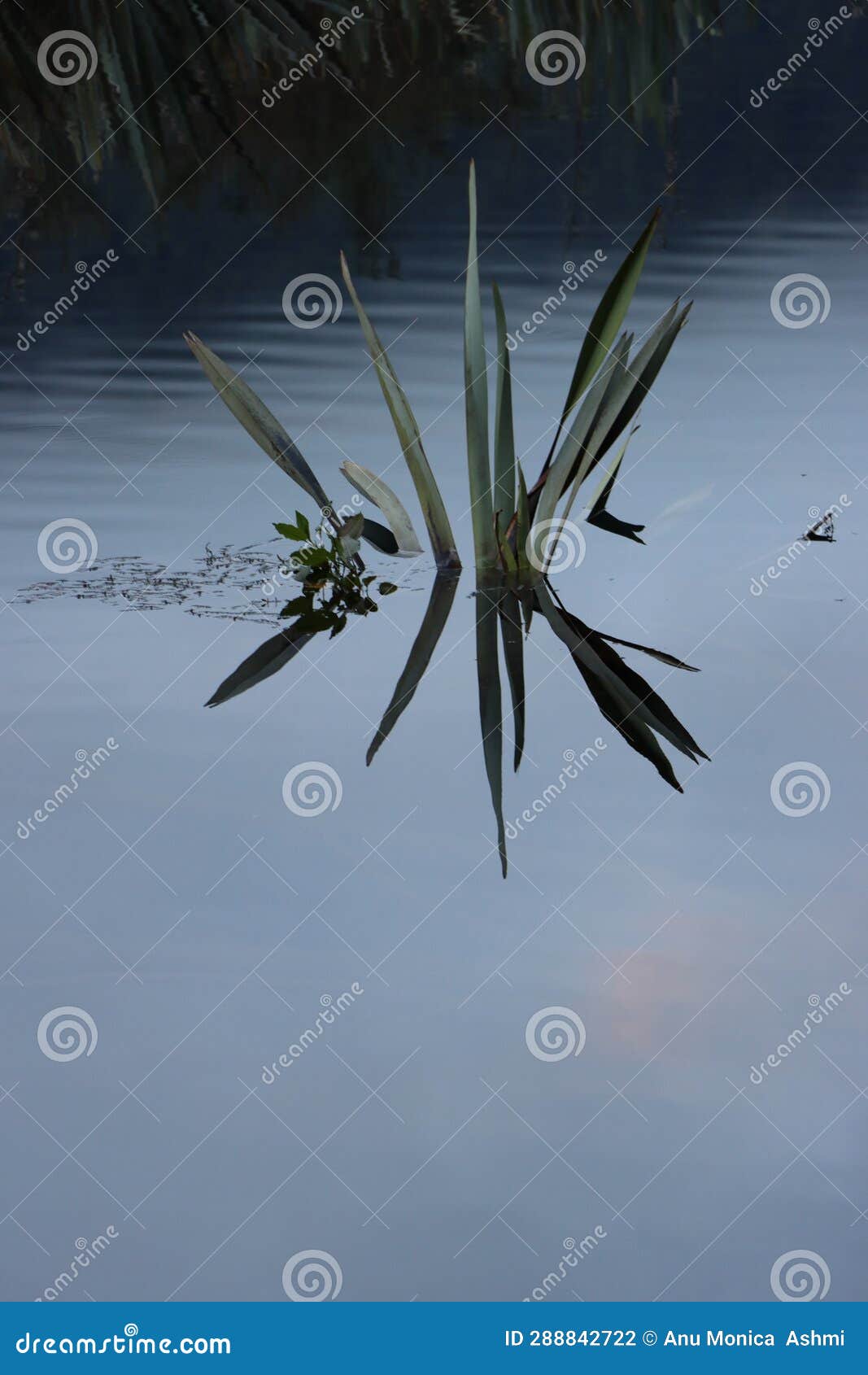 Water Plant Mirror Reflection in Lake Water Stock Photo - Image of ...