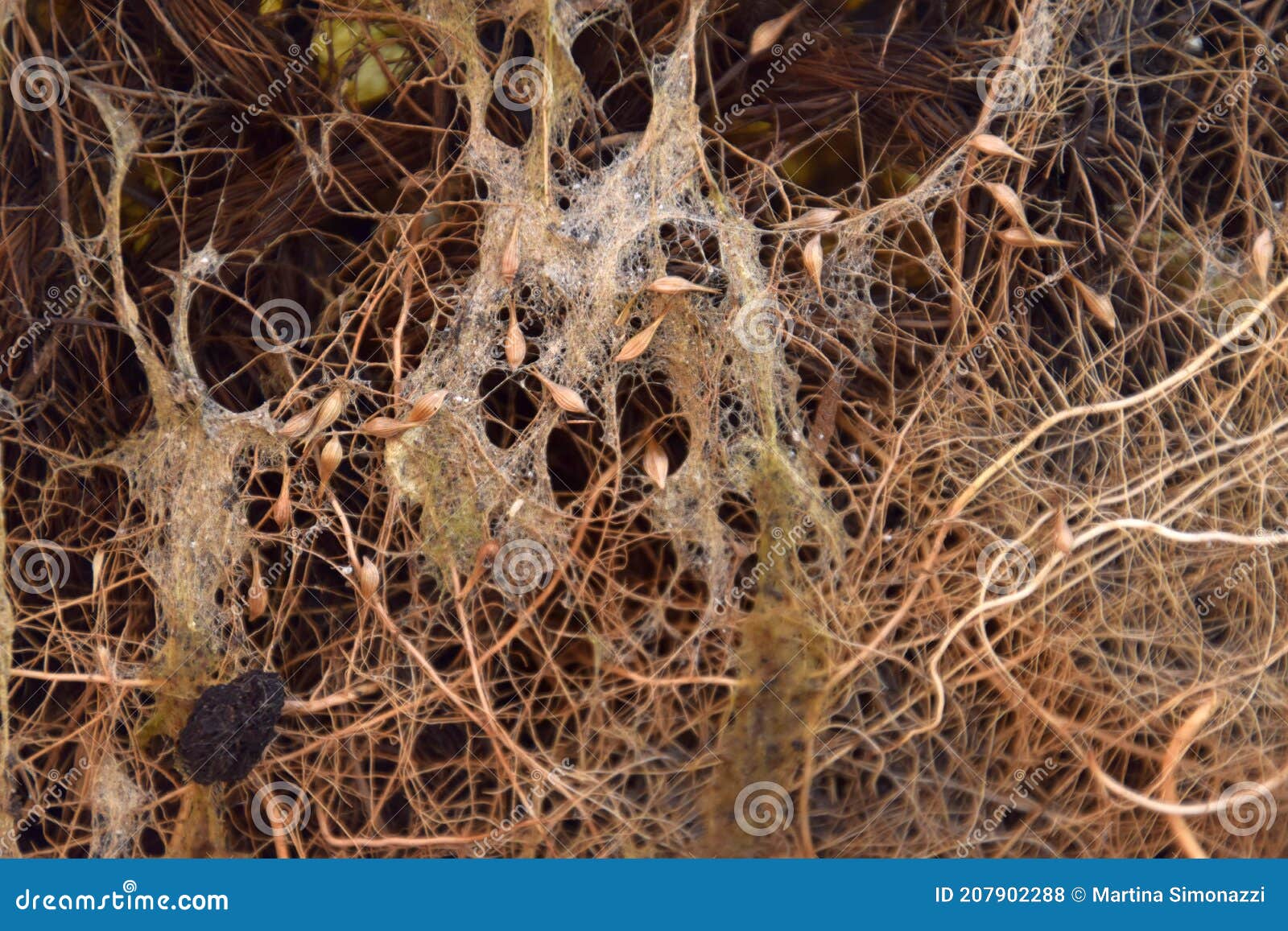 Fine Root System Looking Like an Abstract Neural Network Stock Photo ...