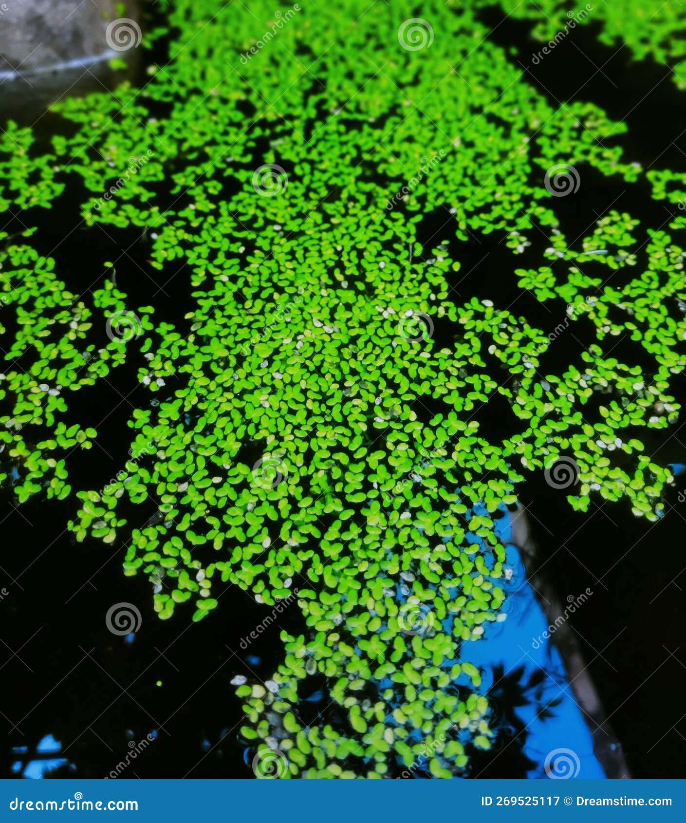 Water plants Azolla stock image. Image of aquatic, azolla - 269525117