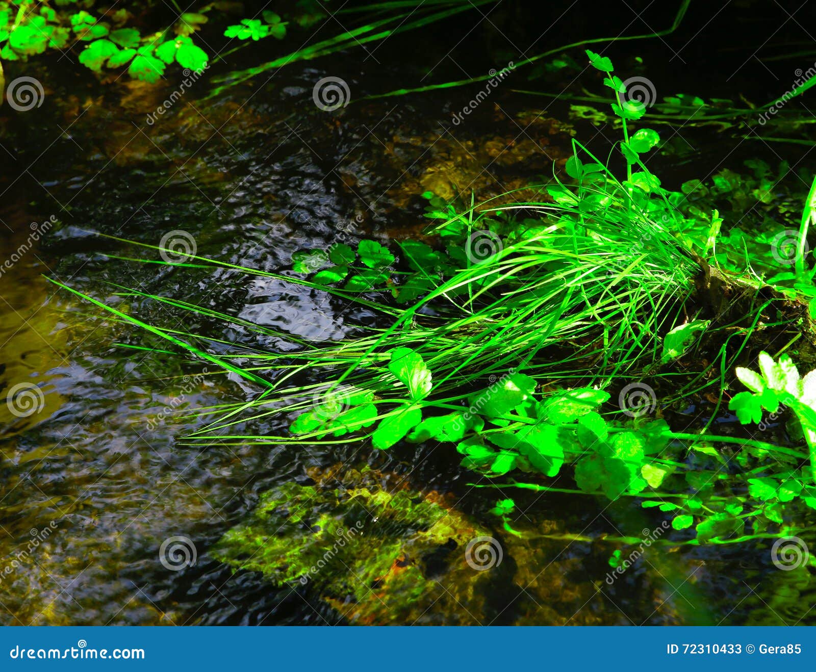 Water plants stock image. Image of pond, scene, energy - 72310433