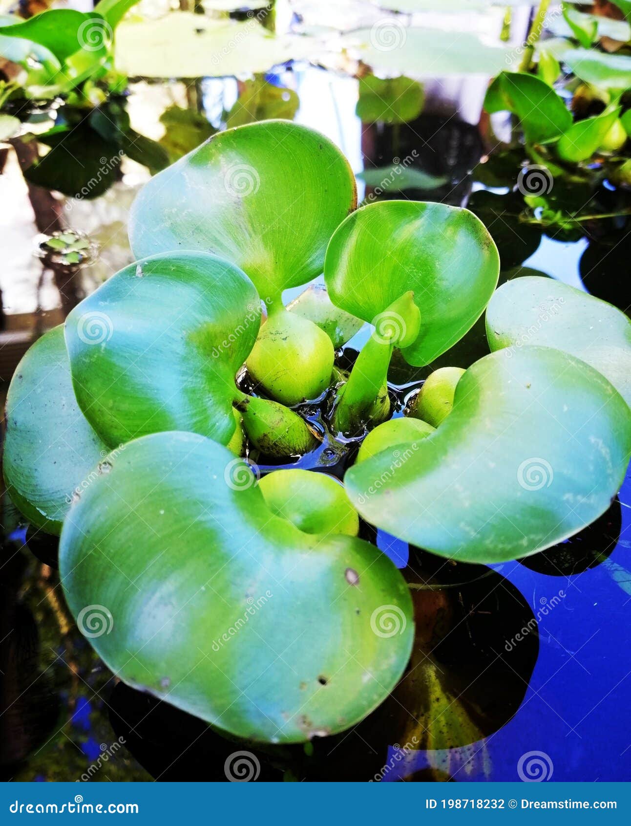 Japan jabara stock photo. Image of plants, garden, green - 198718232