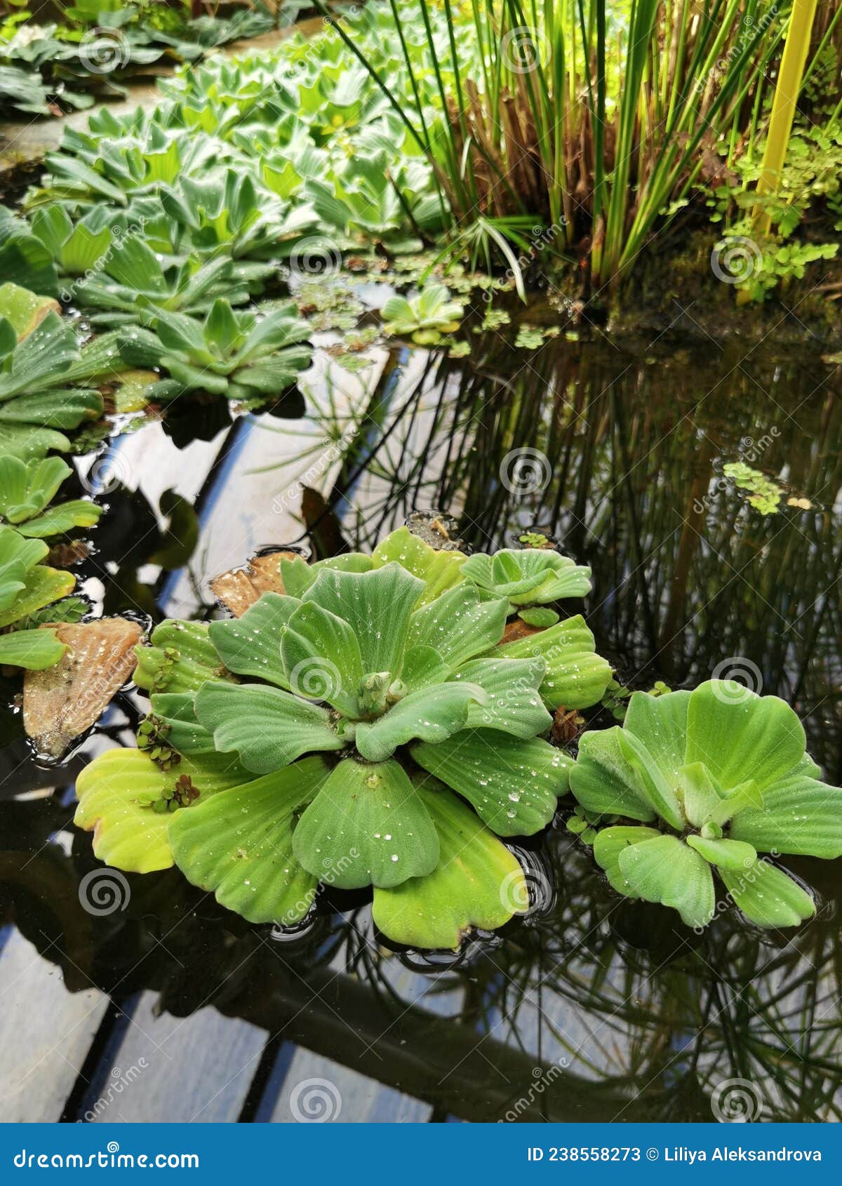 Water Plants with Reflections Close Up. Nature Wallpaper Stock Image ...